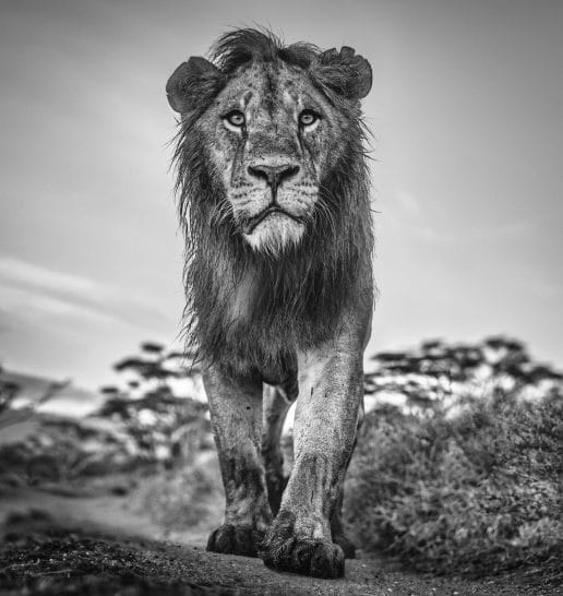 David Yarrow | Kunsthuizen