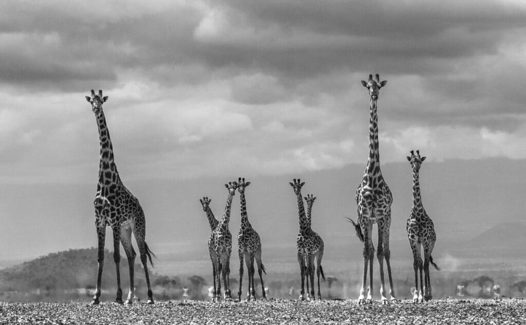 Giraffe City | Kunsthuizen